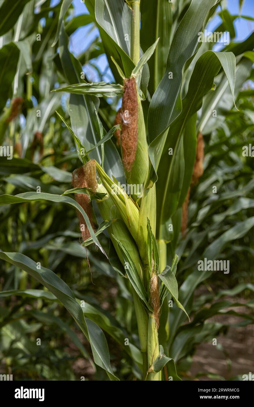 Corn field in the sunshine with a blue sky above, low framing, closeup ...