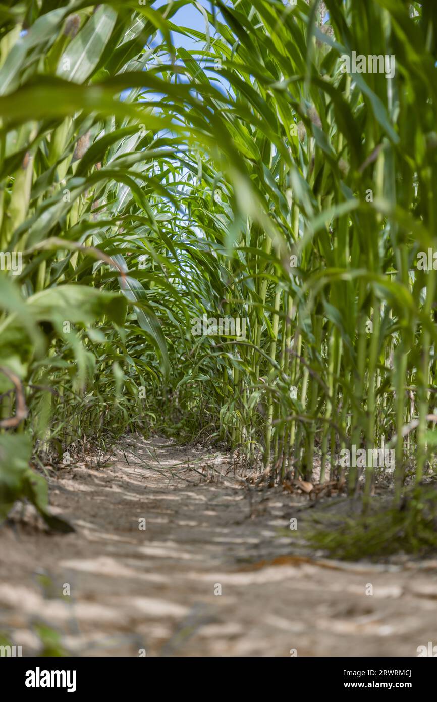 Corn field in the sunshine with a blue sky above, low framing, closeup ...