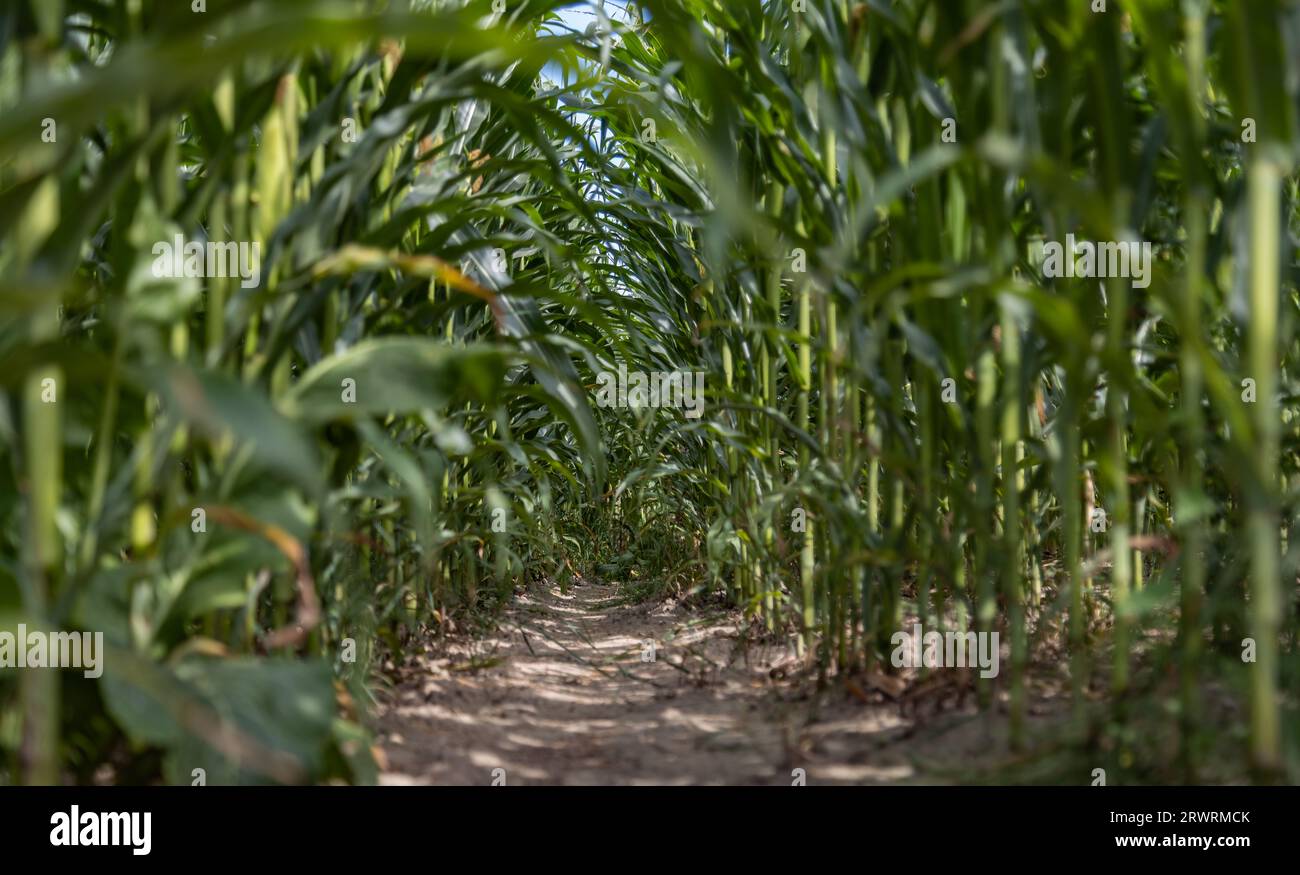 Corn field in the sunshine with a blue sky above, low framing, closeup ...
