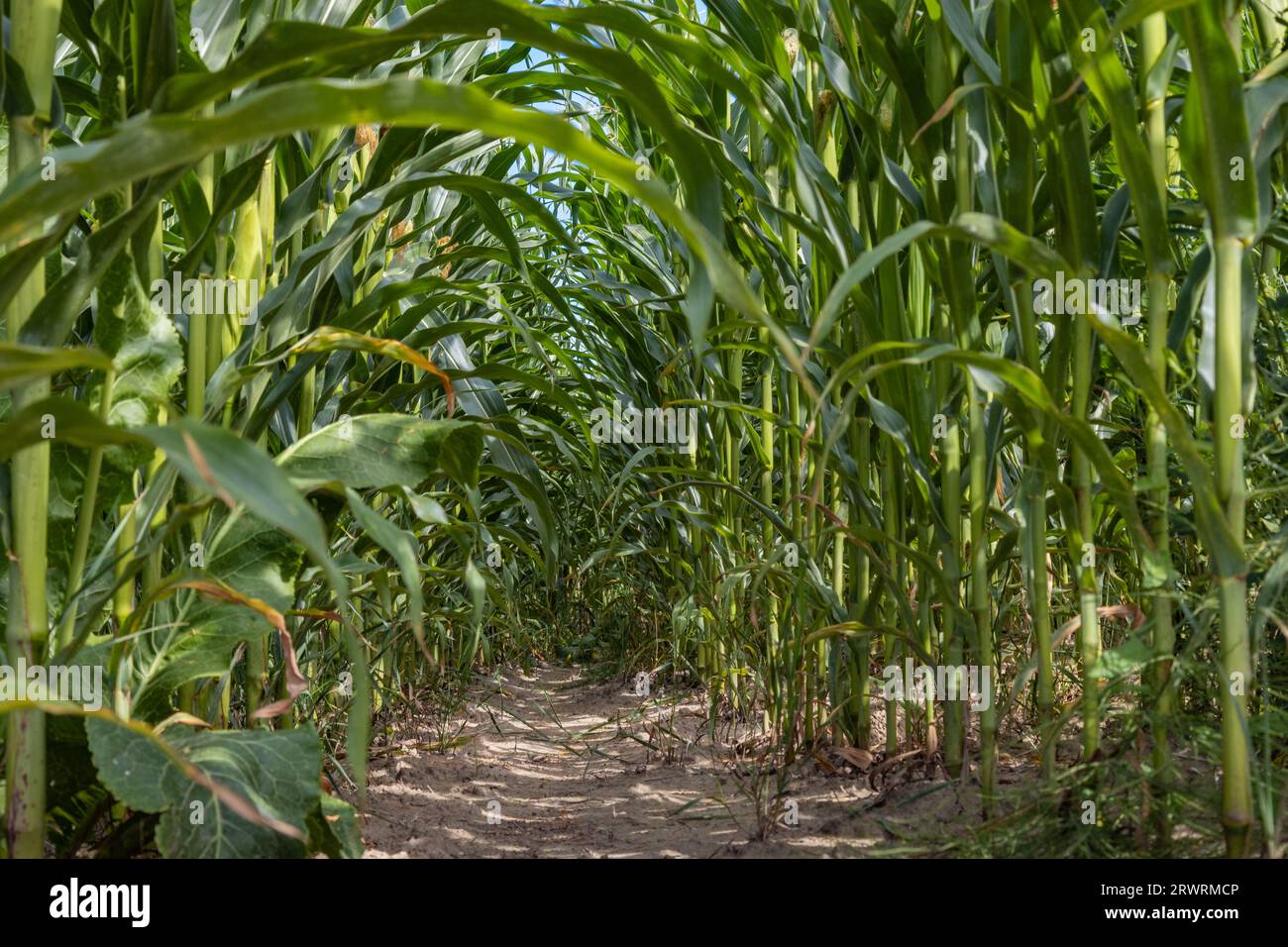 Corn field in the sunshine with a blue sky above, low framing, closeup ...
