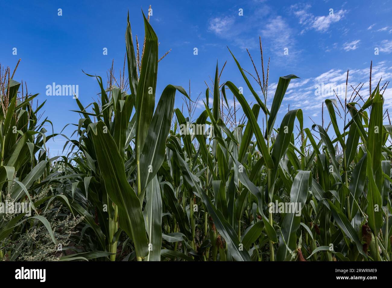 Corn field in the sunshine with a blue sky above, low framing, closeup ...