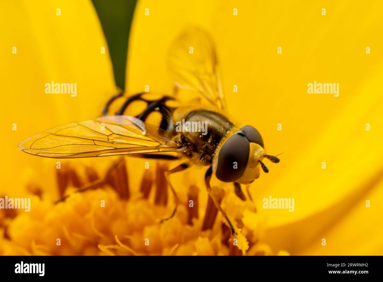 syrphid Sucking nectar on flowers Stock Photo - Alamy