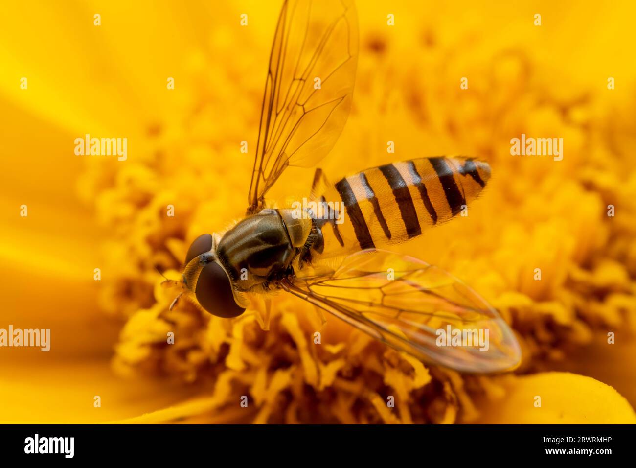 syrphid Sucking nectar on flowers Stock Photo - Alamy