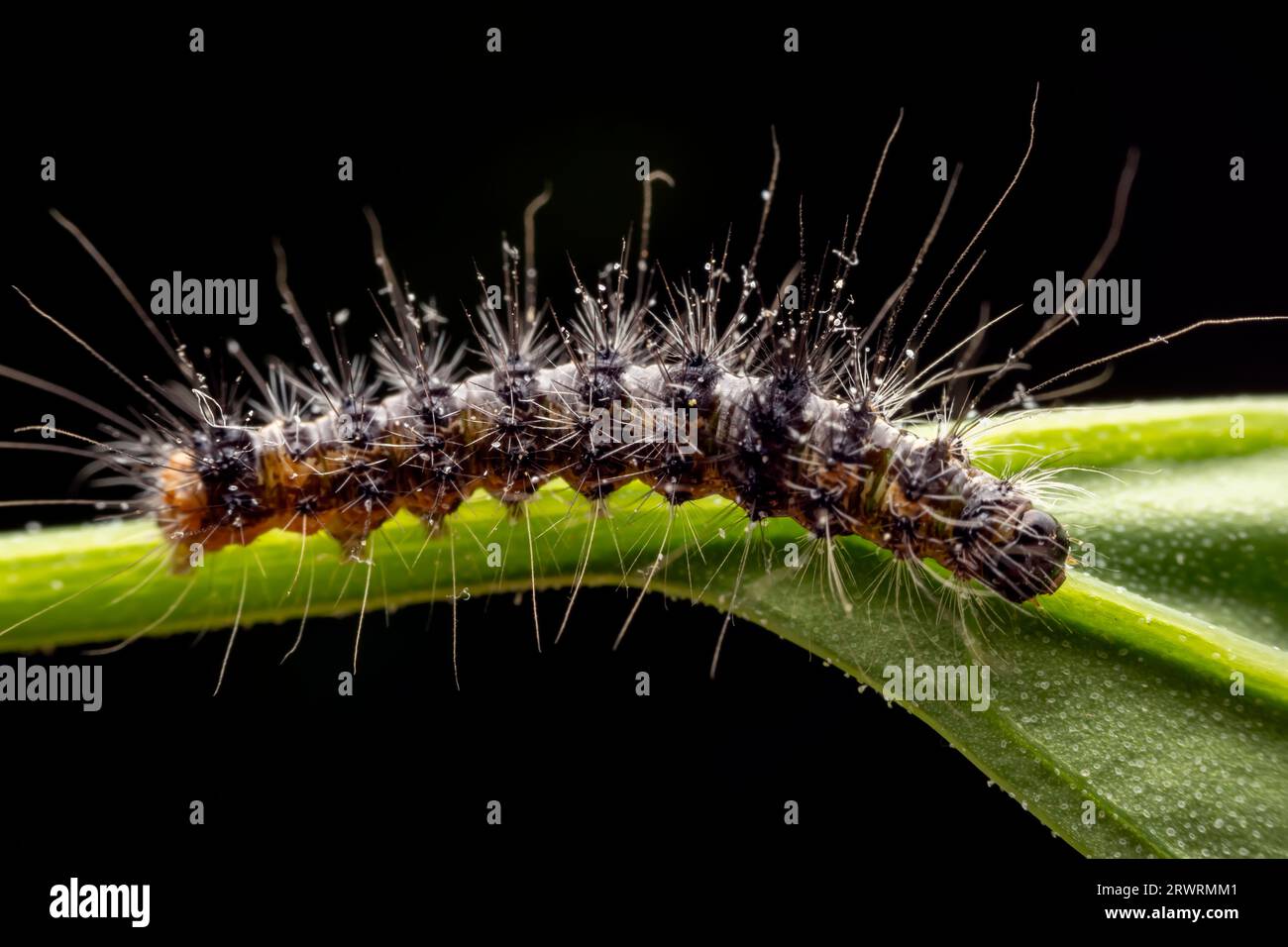 Butterfly larvae inhabit wild plants Stock Photo - Alamy