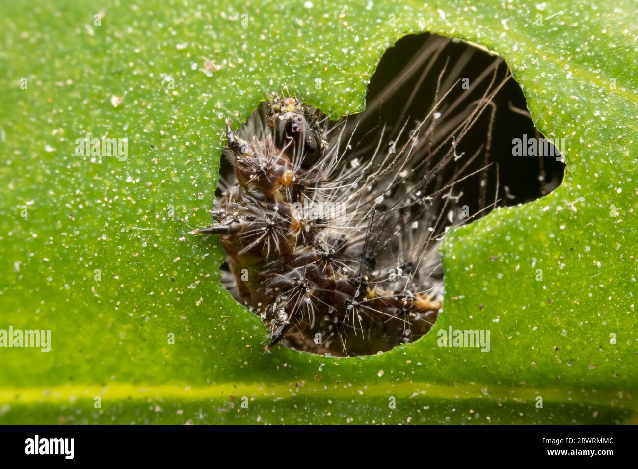 Butterfly larvae inhabit wild plants Stock Photo - Alamy