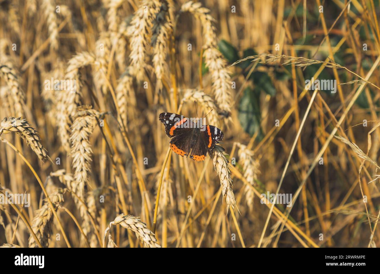 A colorful butterfly sitting on the grain on a beautiful sunny day ...
