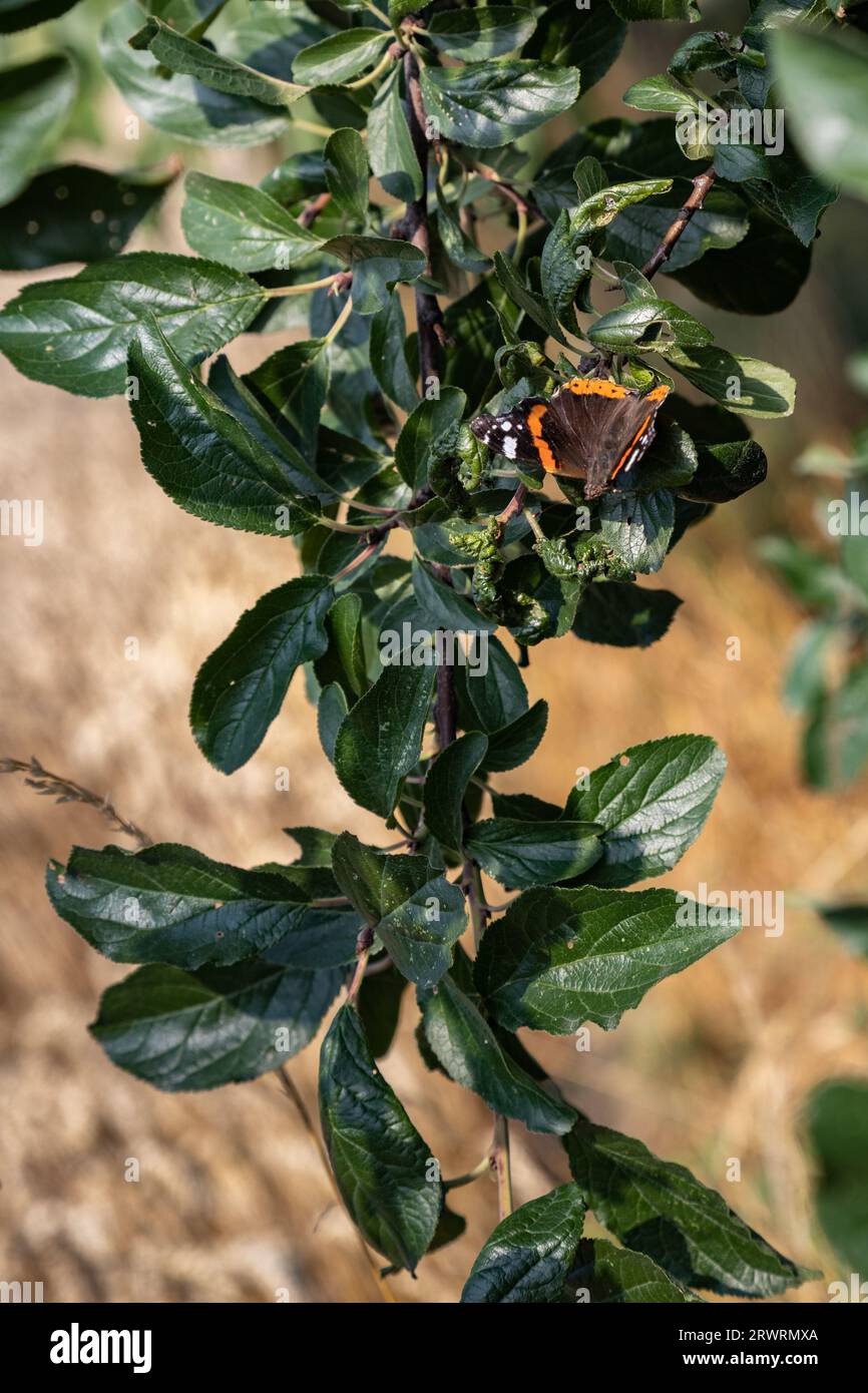 A colorful butterfly sitting on a branch among the leaves of a tree on ...