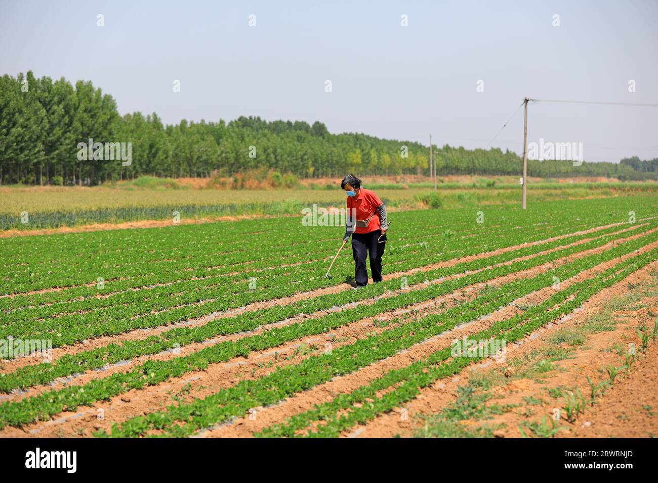 Peasant peanuts hi-res stock photography and images - Alamy