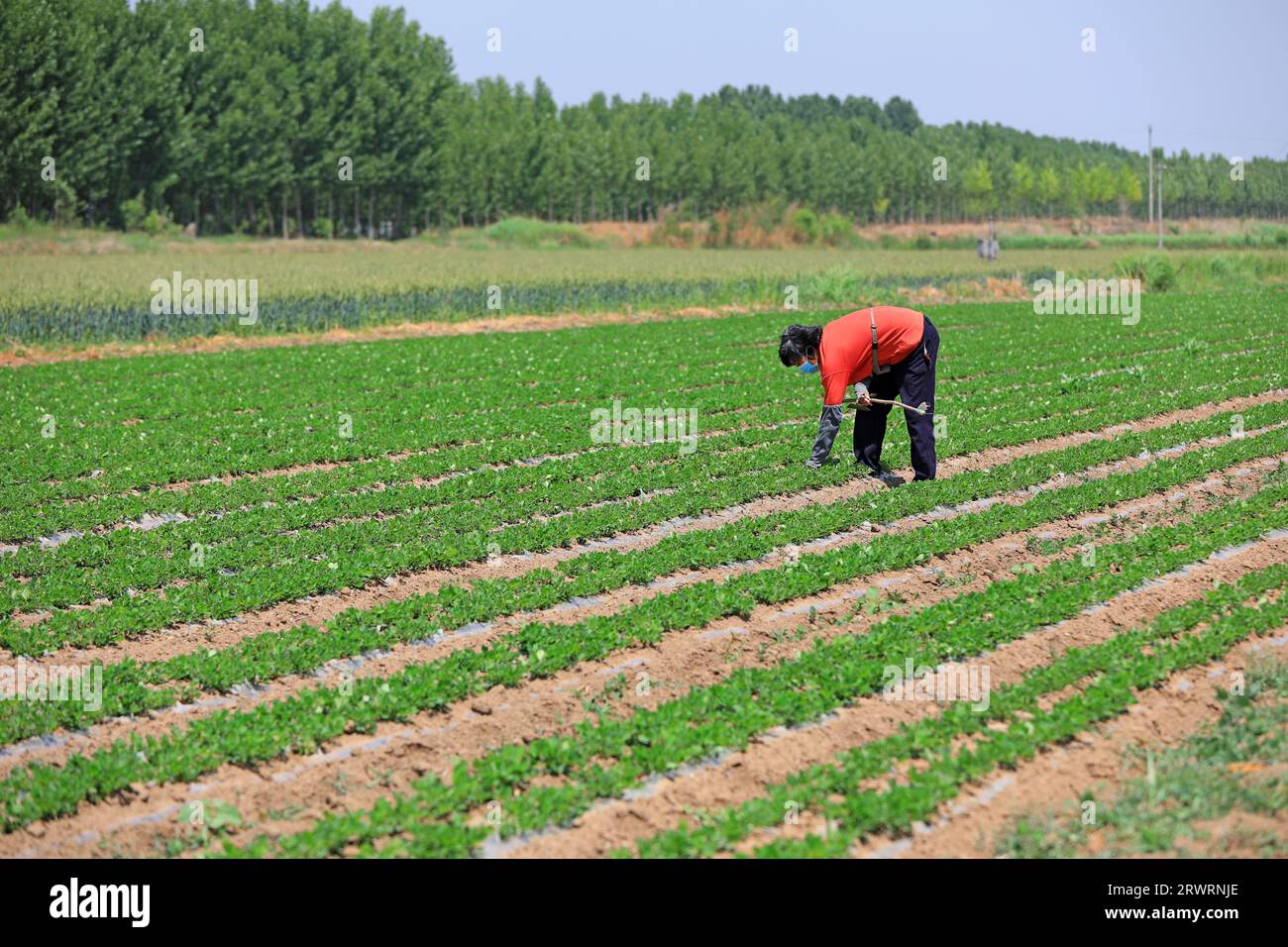 Peasant peanuts hi-res stock photography and images - Alamy