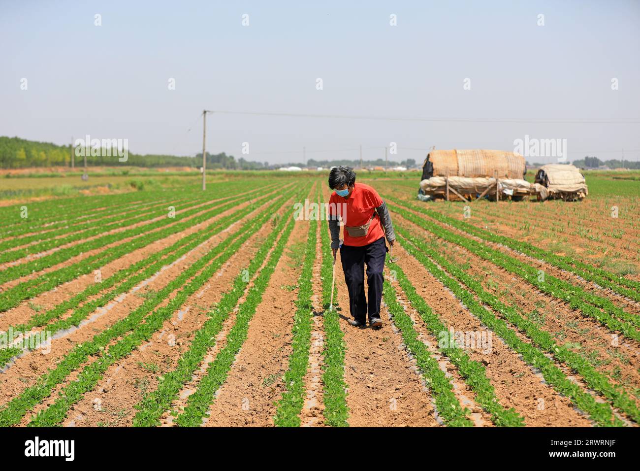 Peasant peanuts hi-res stock photography and images - Alamy