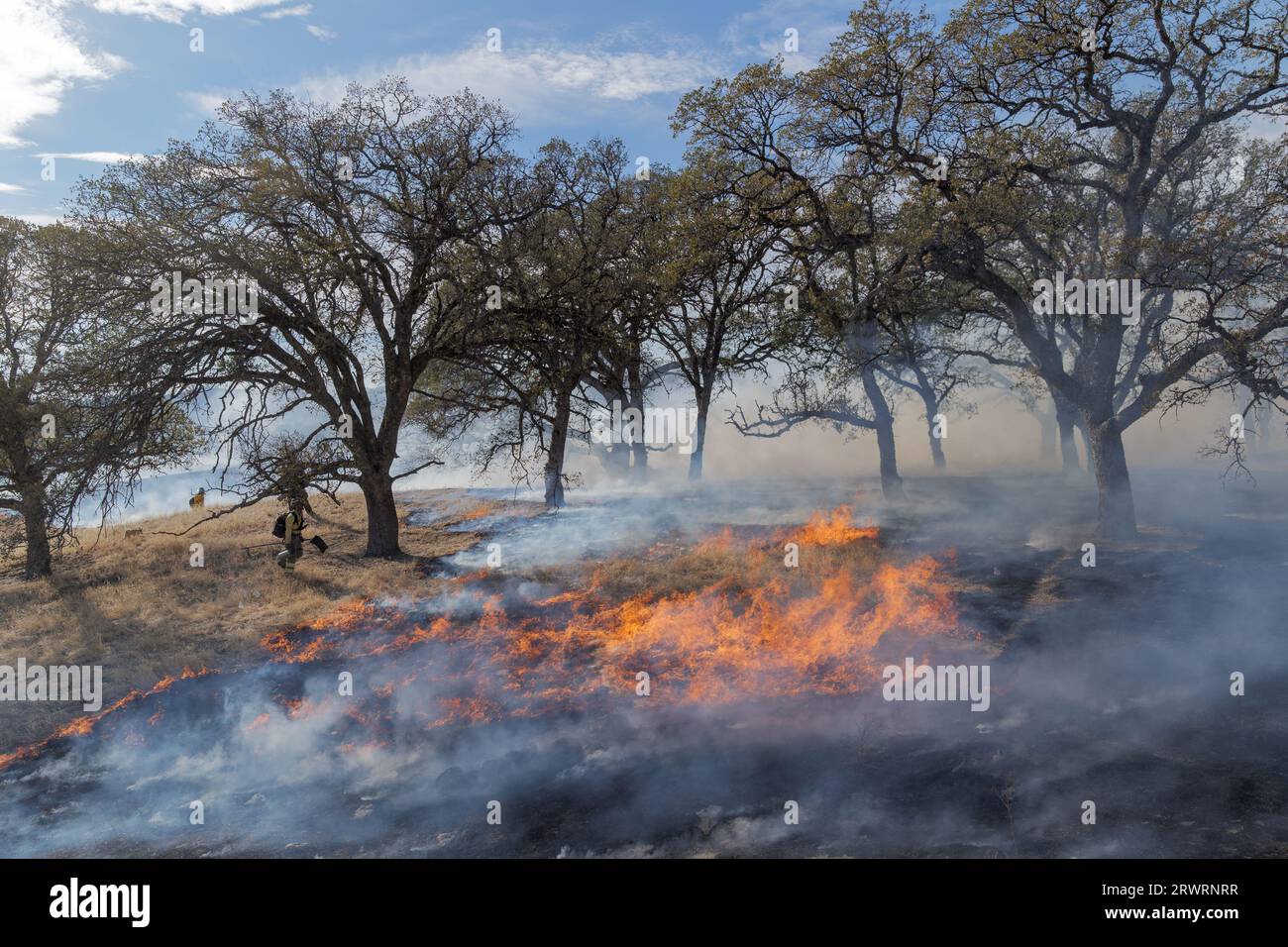 wildfire burns up a hillside into an oak grove with firefighters ...