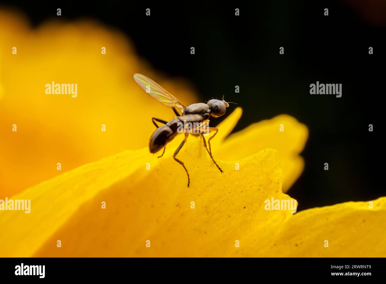 sepsidae inhabit the leaves of wild plants Stock Photo - Alamy