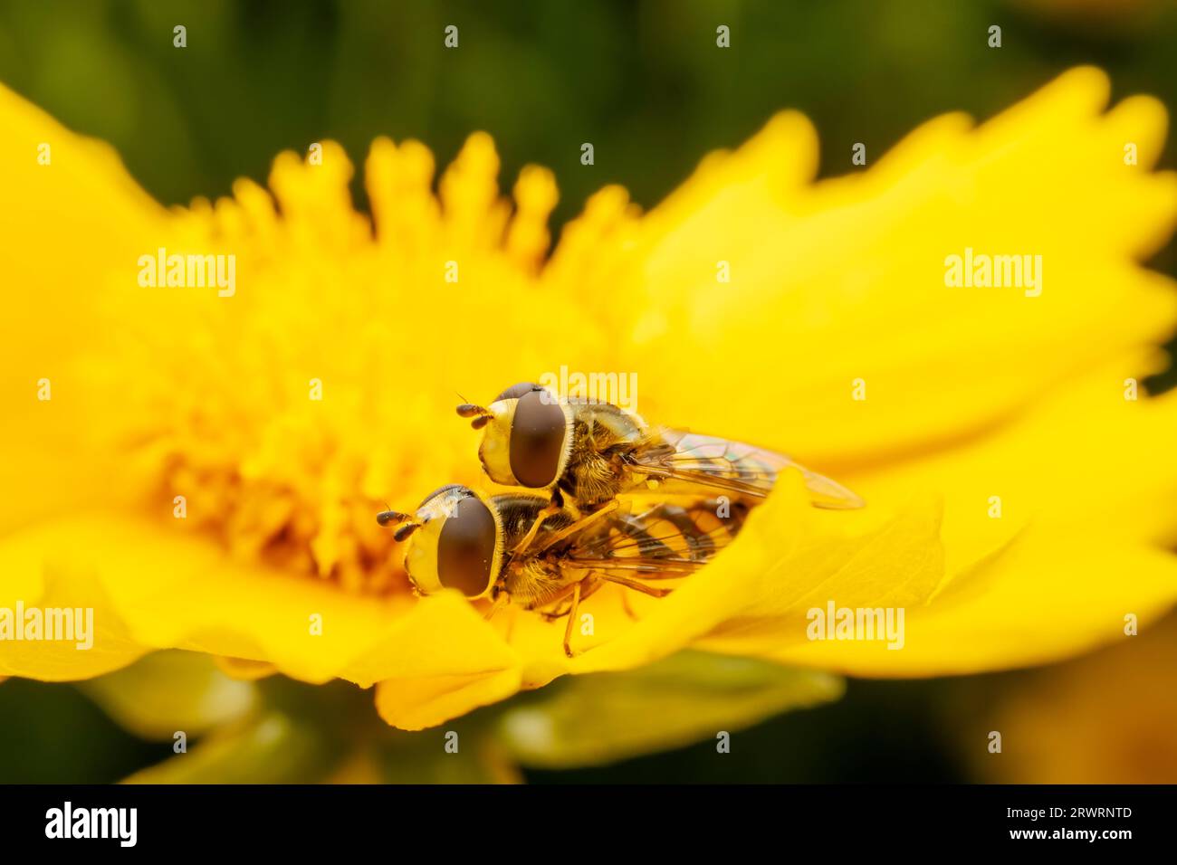 syrphid mating on yellow flowers Stock Photo - Alamy