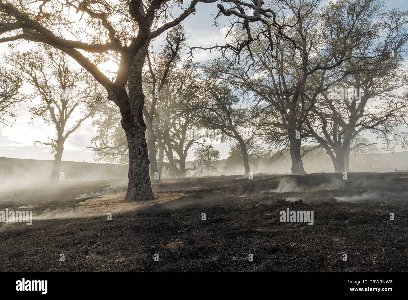 Grasses and oak trees smolder after a fire Stock Photo - Alamy