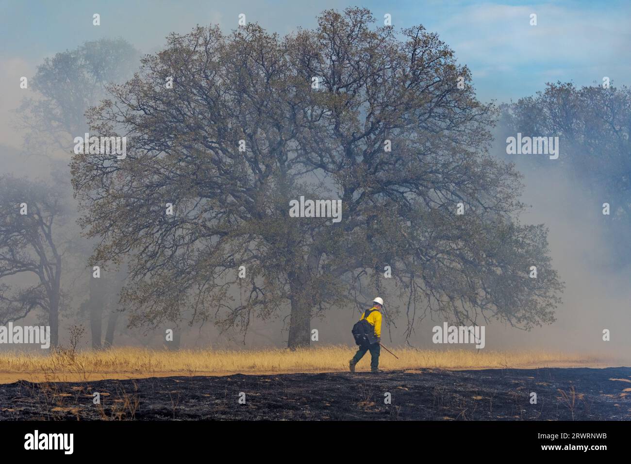 A firefighter walks between burned and unburned areas near a large oak ...