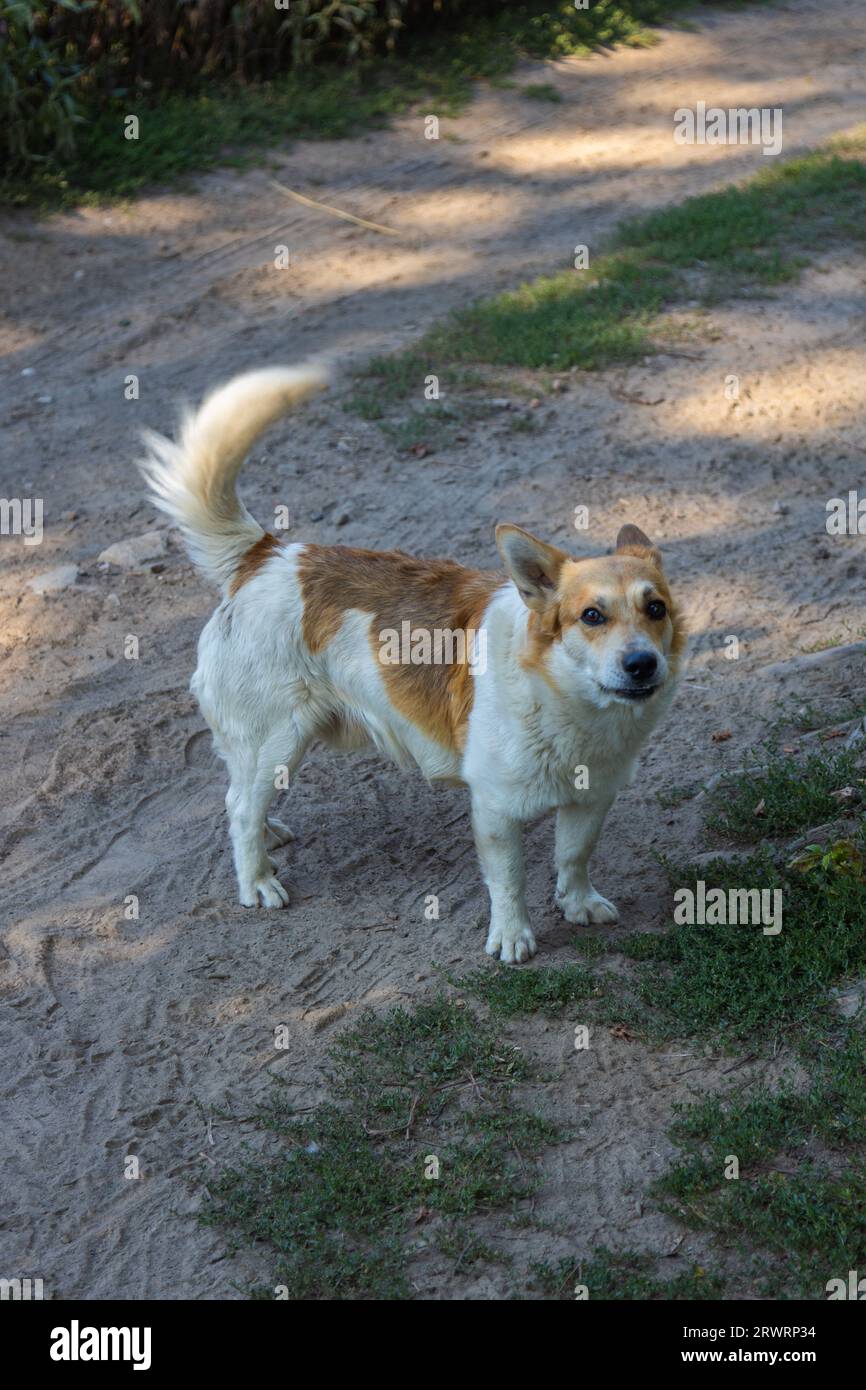 Barkin dog hi-res stock photography and images - Alamy