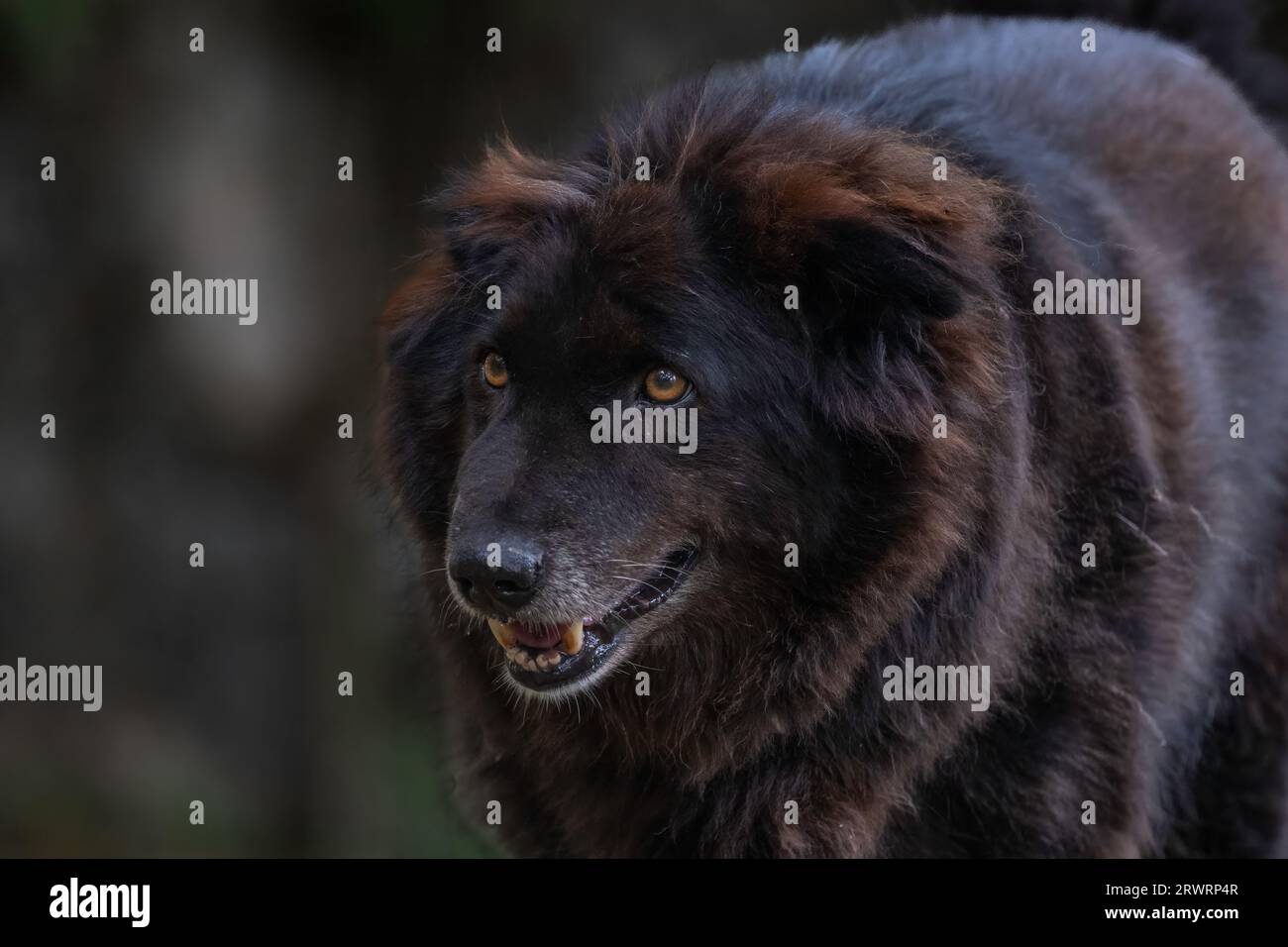 Bakharwal dog hi-res stock photography and images - Alamy