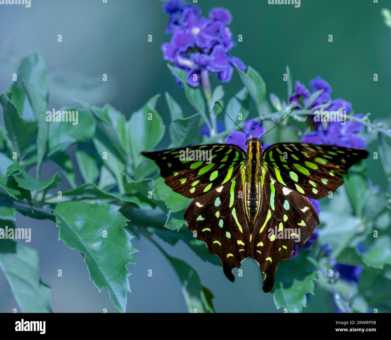 A vibrant tailed jay (Graphium agamemnon) butterfly perched atop a cluster of bright blue ...