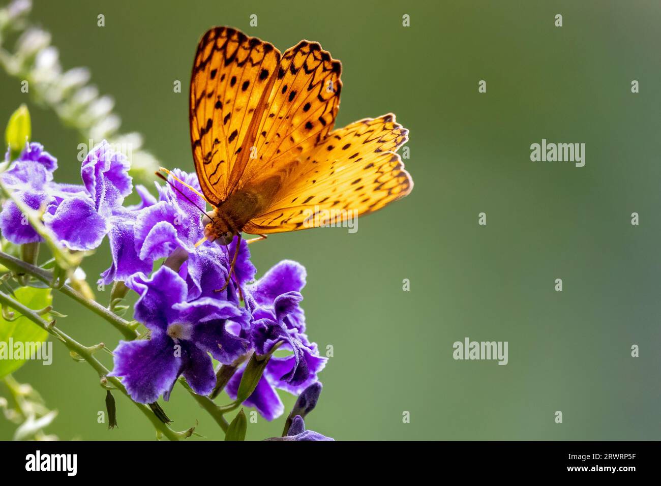 A common leopard (Phalanta phalantha) butterfly delicately flutters ...