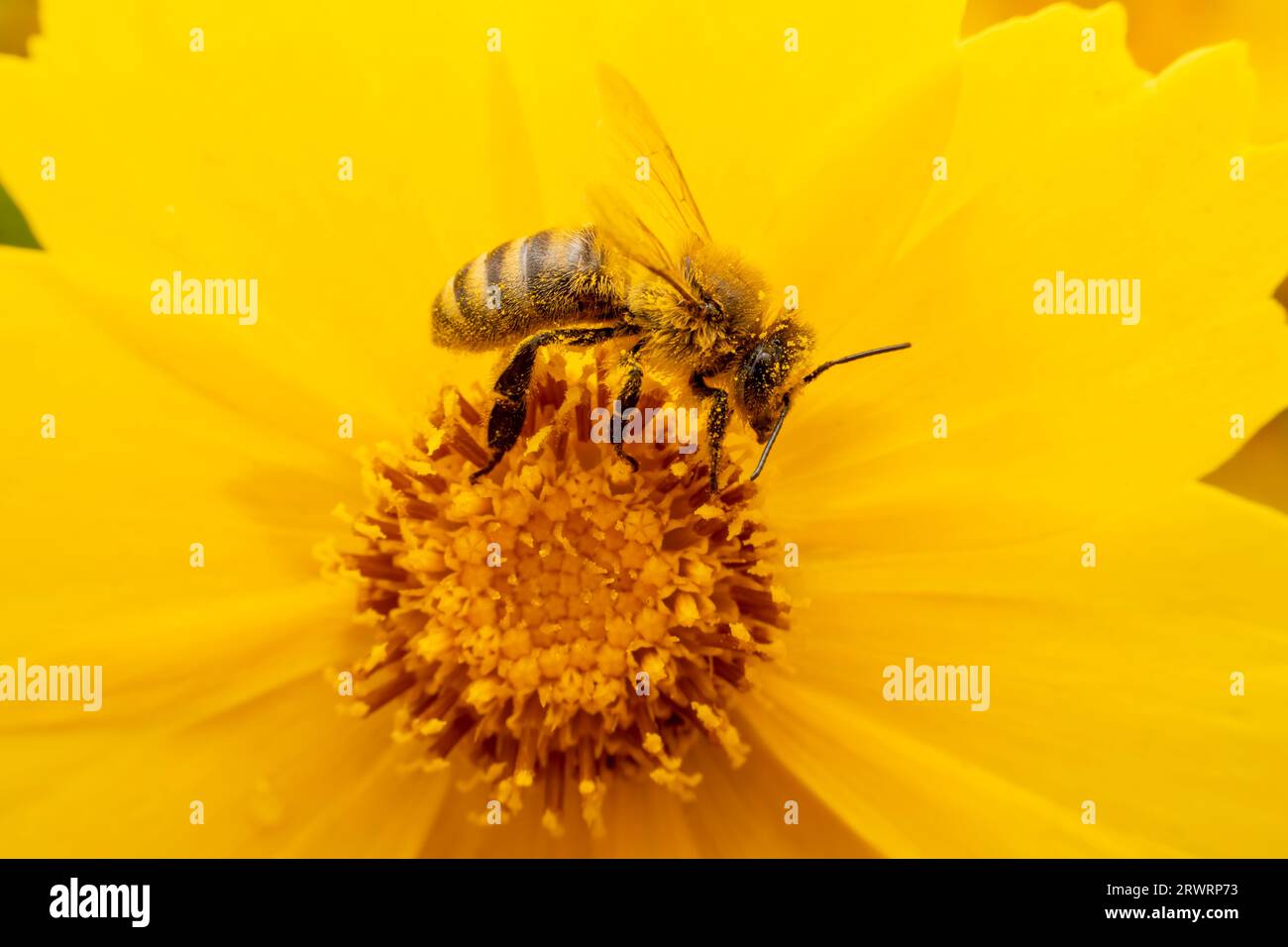 Bees collect nectar from chrysanthemum flowers Stock Photo - Alamy