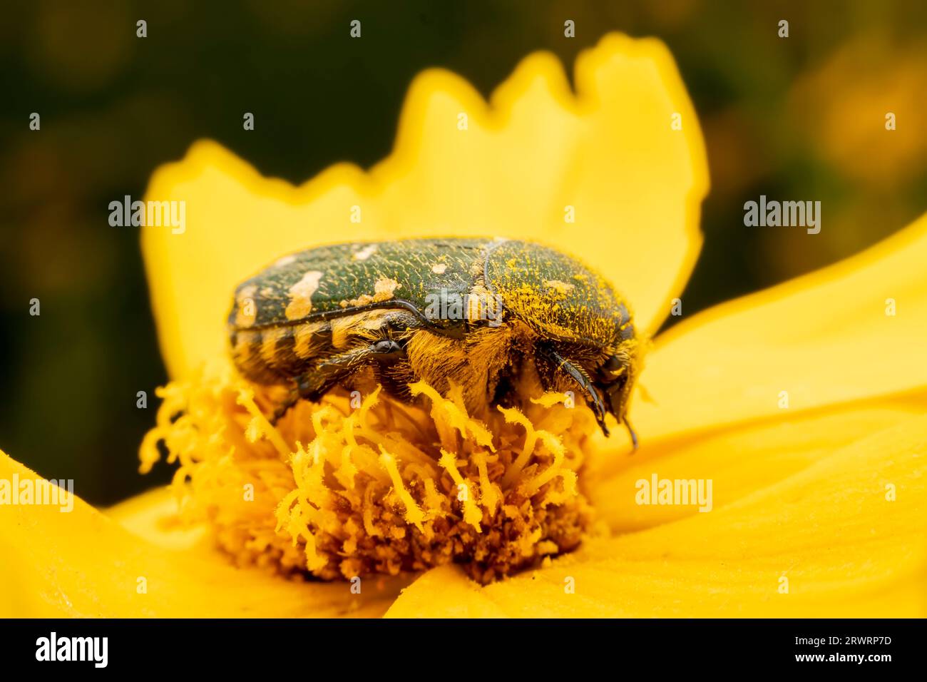 Oxycetonia jucunda Faldermann sucks nectar on yellow flowers Stock ...