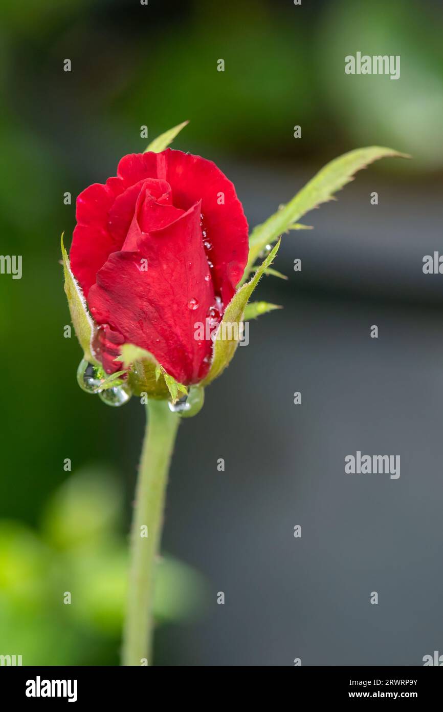 Lush red rose bud hi-res stock photography and images - Alamy