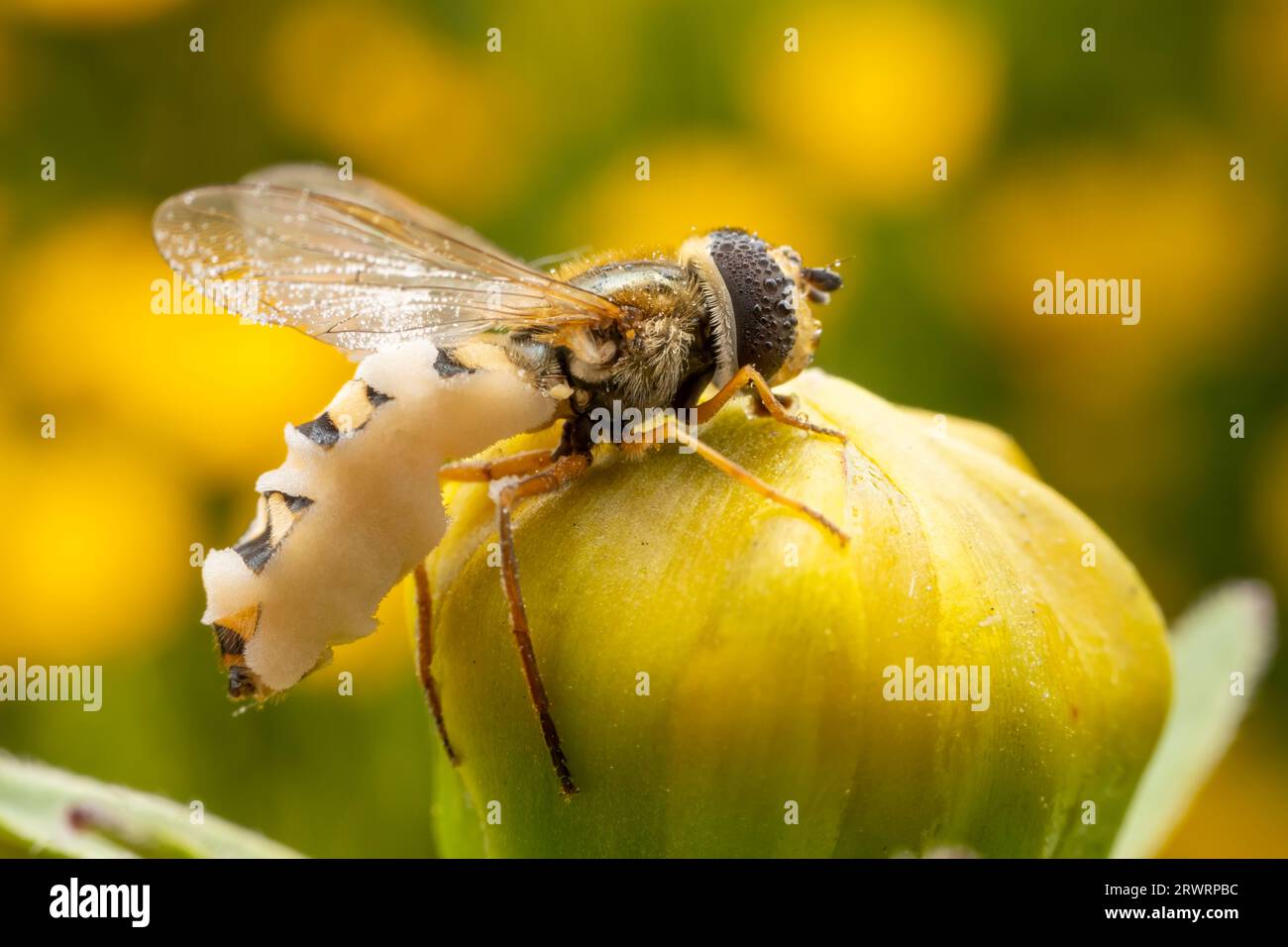 syrphid parasitized by Beauveria bassiana Stock Photo - Alamy
