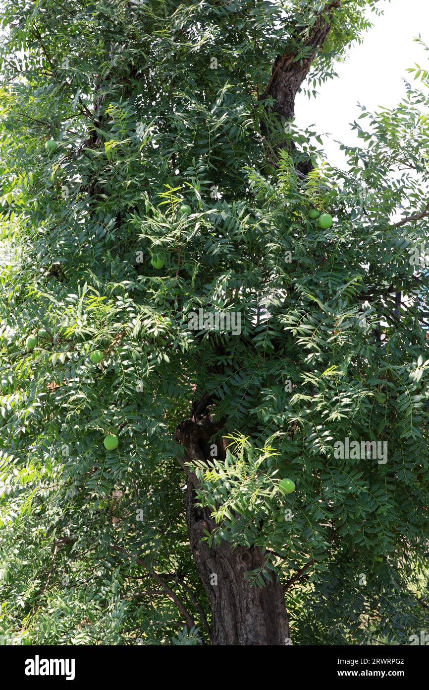 500 year old tree hi-res stock photography and images - Alamy