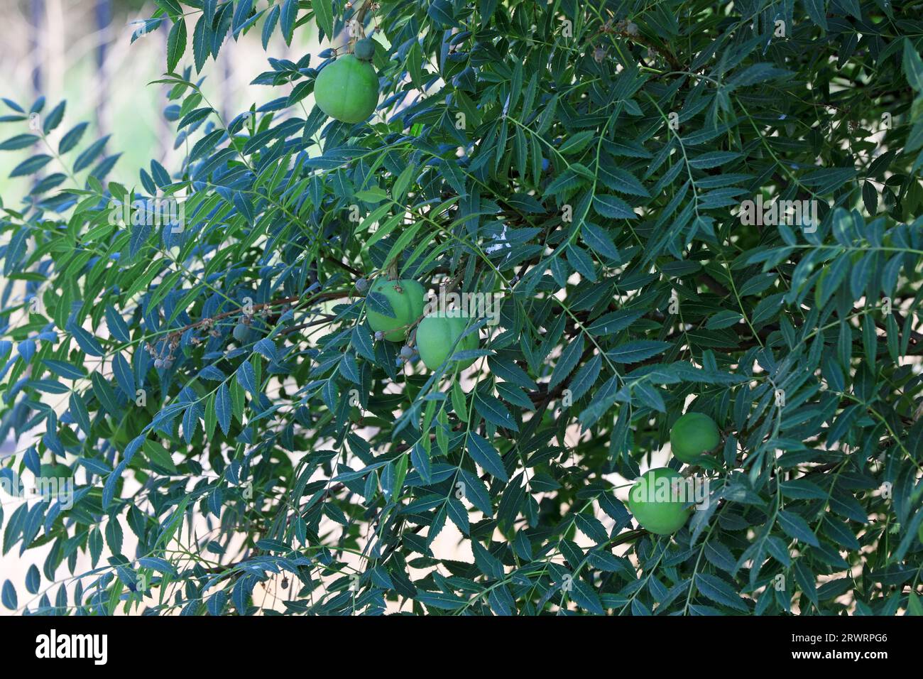 A 500 year old civilian fruit tree still bears fruit, North China Stock ...