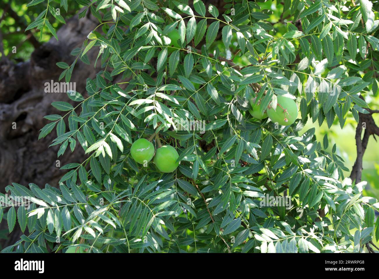 A 500 year old civilian fruit tree still bears fruit, North China Stock ...