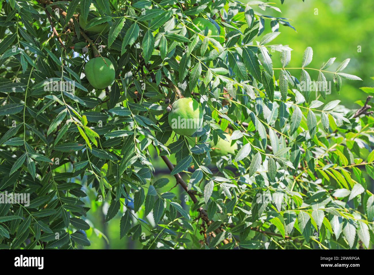 A 500 year old civilian fruit tree still bears fruit, North China Stock ...