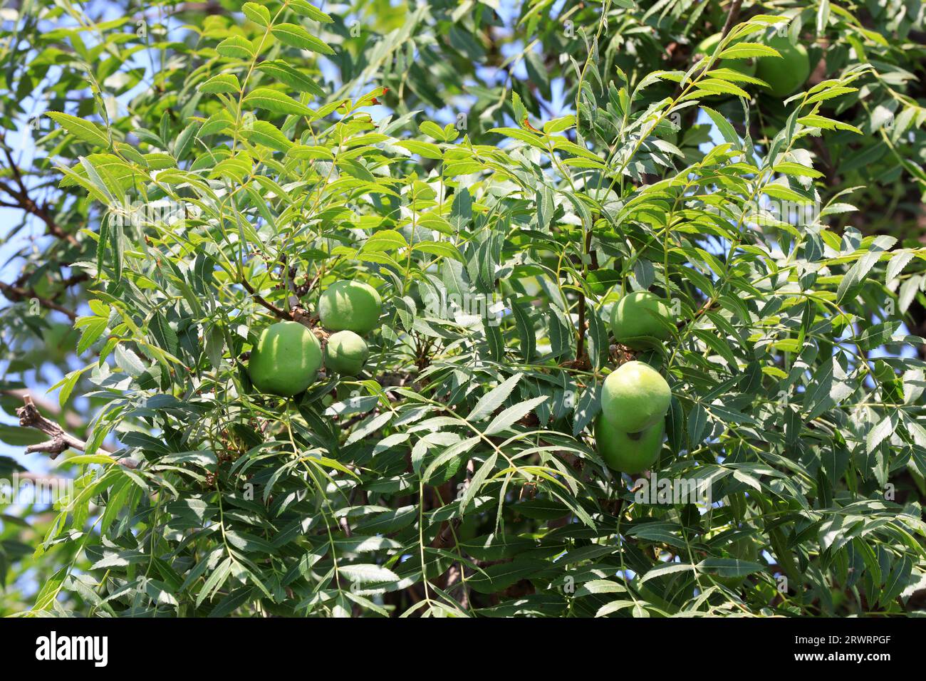 A 500 year old civilian fruit tree still bears fruit, North China Stock ...