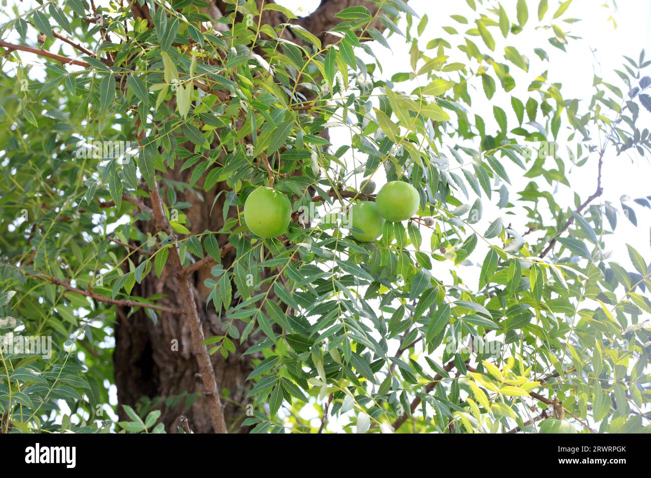 A 500 year old civilian fruit tree still bears fruit, North China Stock ...