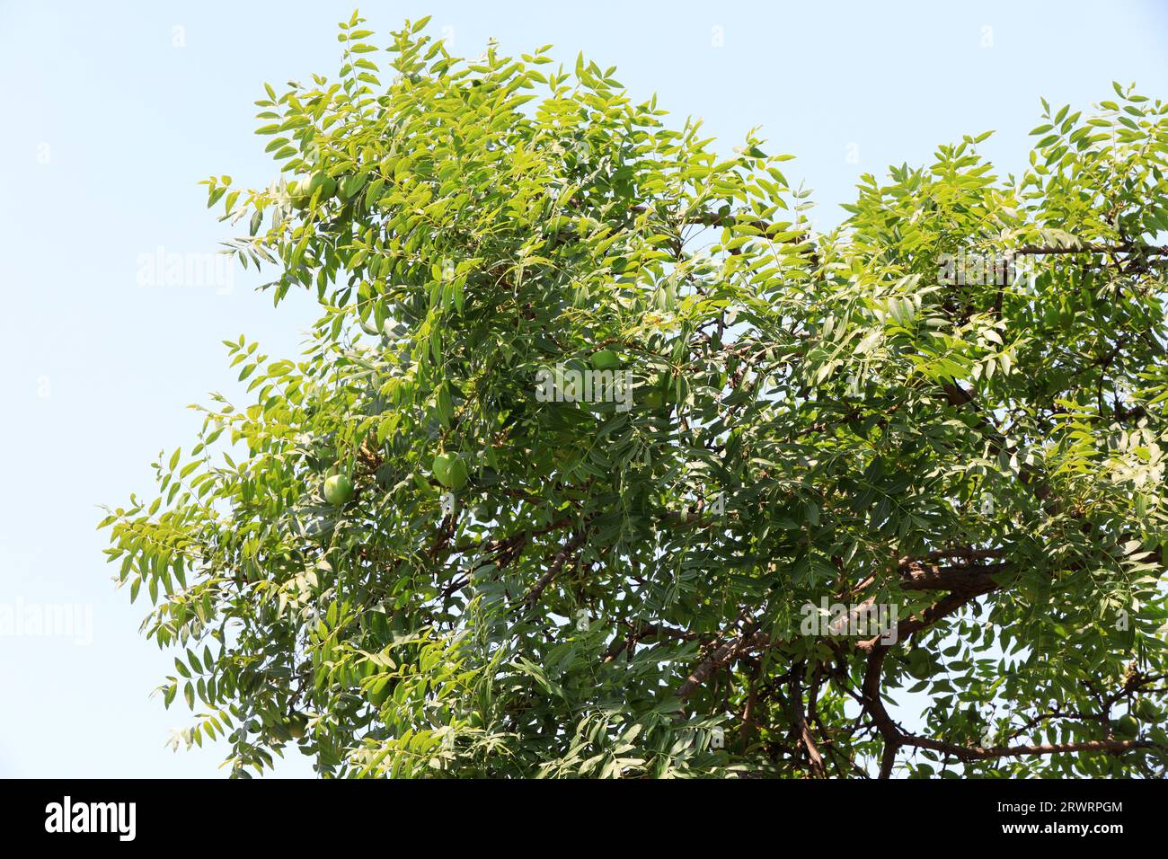 500 year old tree hi-res stock photography and images - Alamy