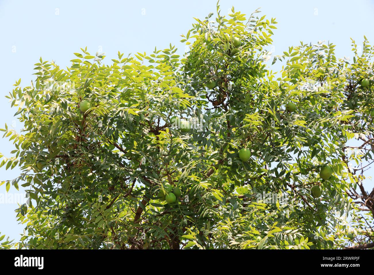 A 500 year old civilian fruit tree still bears fruit, North China Stock ...