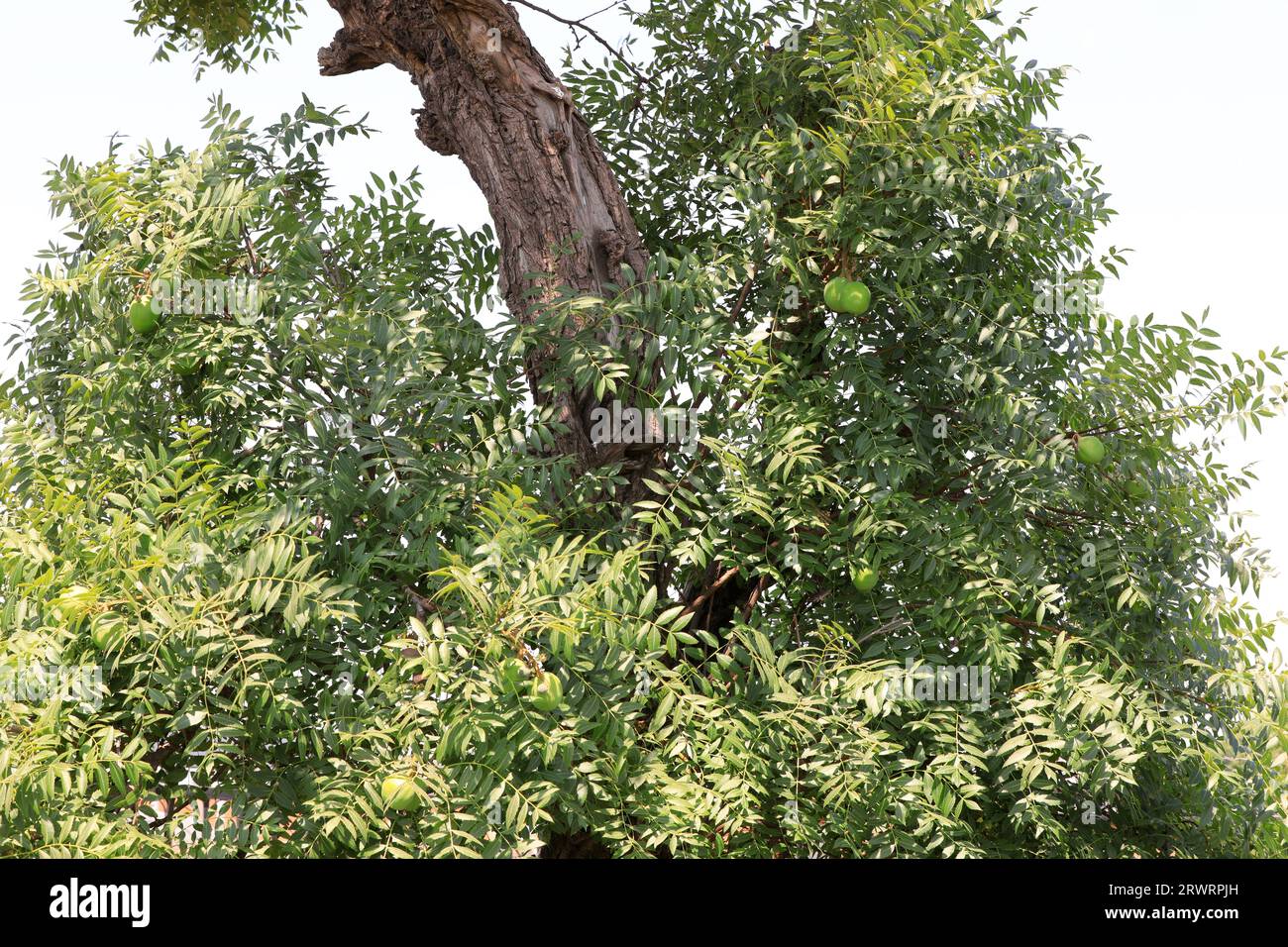 A 500 year old civilian fruit tree still bears fruit, North China Stock ...