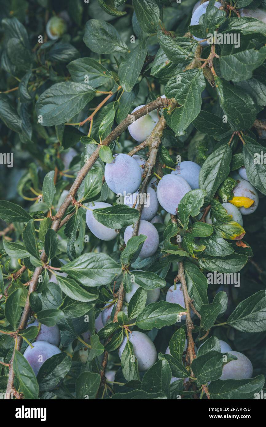 Blue plums, fruits among the leaves on a branch, polish orchards ...