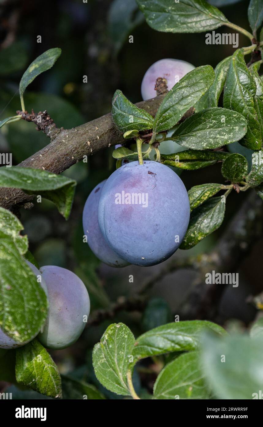 Blue plums, fruits among the leaves on a branch, polish orchards ...