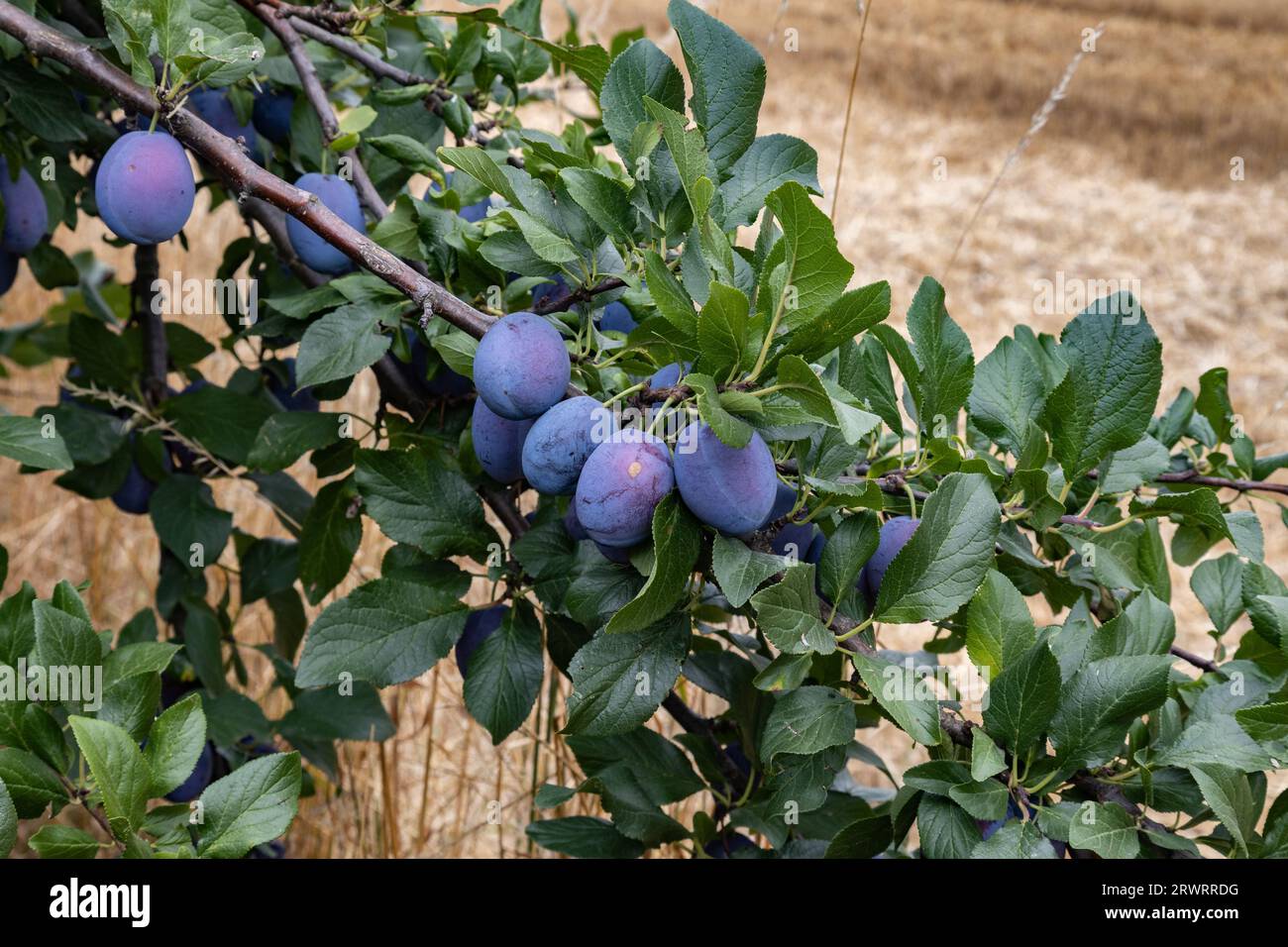 Blue plums, fruits among the leaves on a branch, polish orchards ...