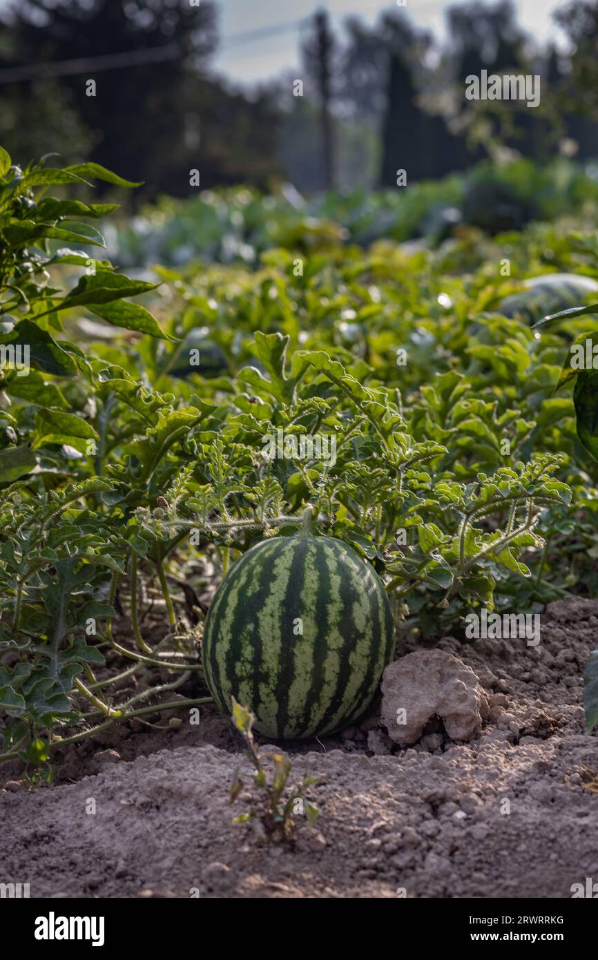 Organic watermelon cultivation in the countryside, organic food ...