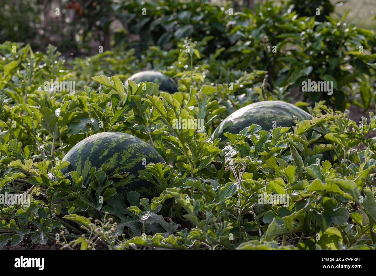 Organic watermelon cultivation in the countryside, organic food ...