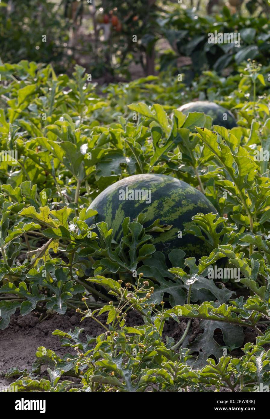 Organic watermelon cultivation in the countryside, organic food ...