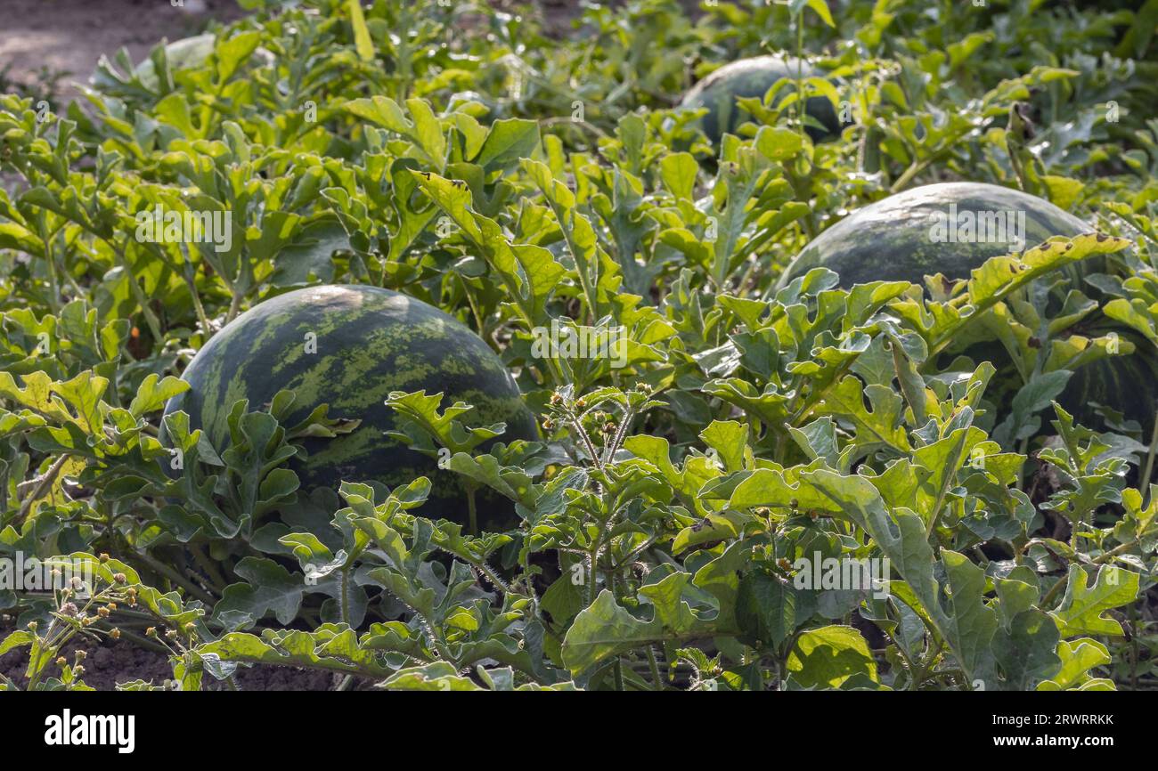 Ecological watermelon hi-res stock photography and images - Alamy