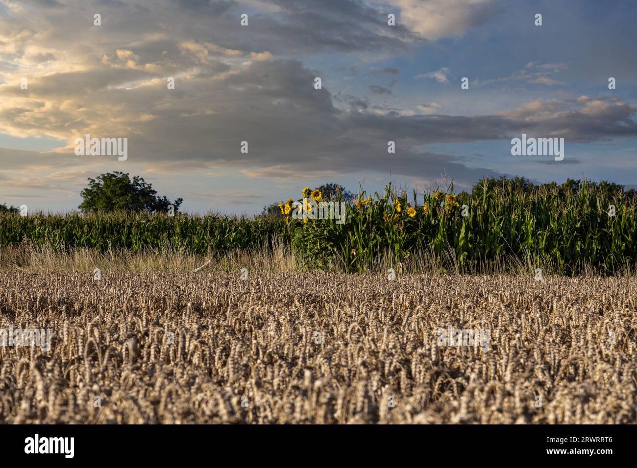 Rural landscapes in the light of sunrise with blue and cloudy sky ...