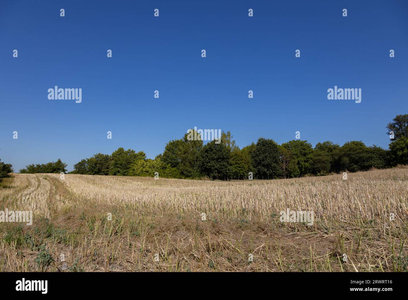 Rural landscapes in the light of sunrise with blue and cloudy sky ...