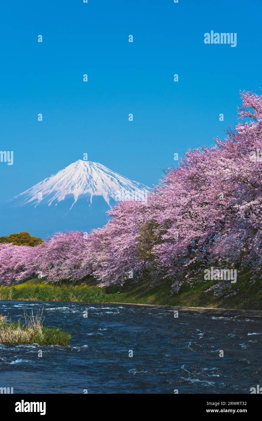 Fuji in the blue sky and cherry blossoms at Ryuganbuchi on the Juni ...