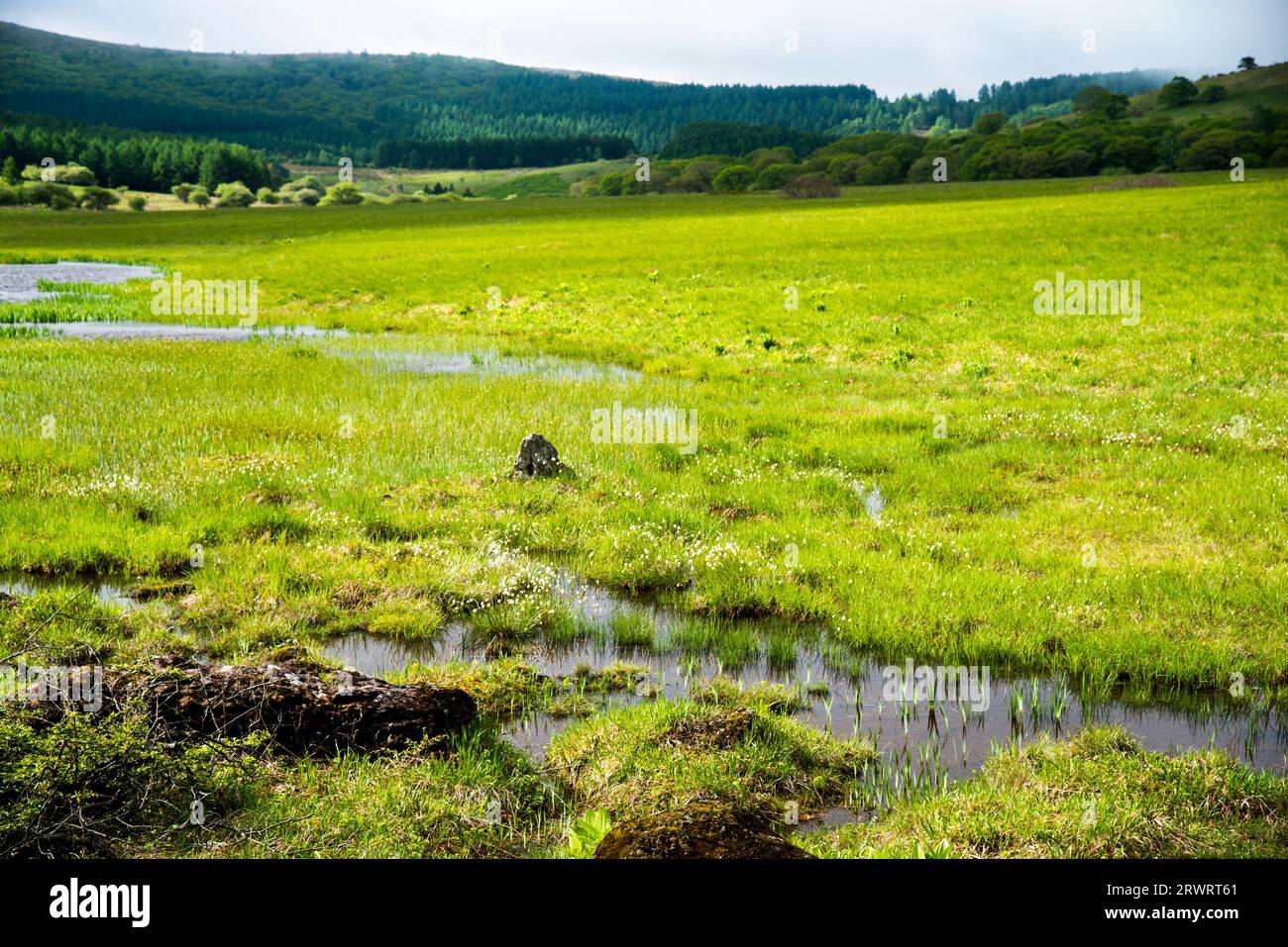 A rare plants hi-res stock photography and images - Alamy