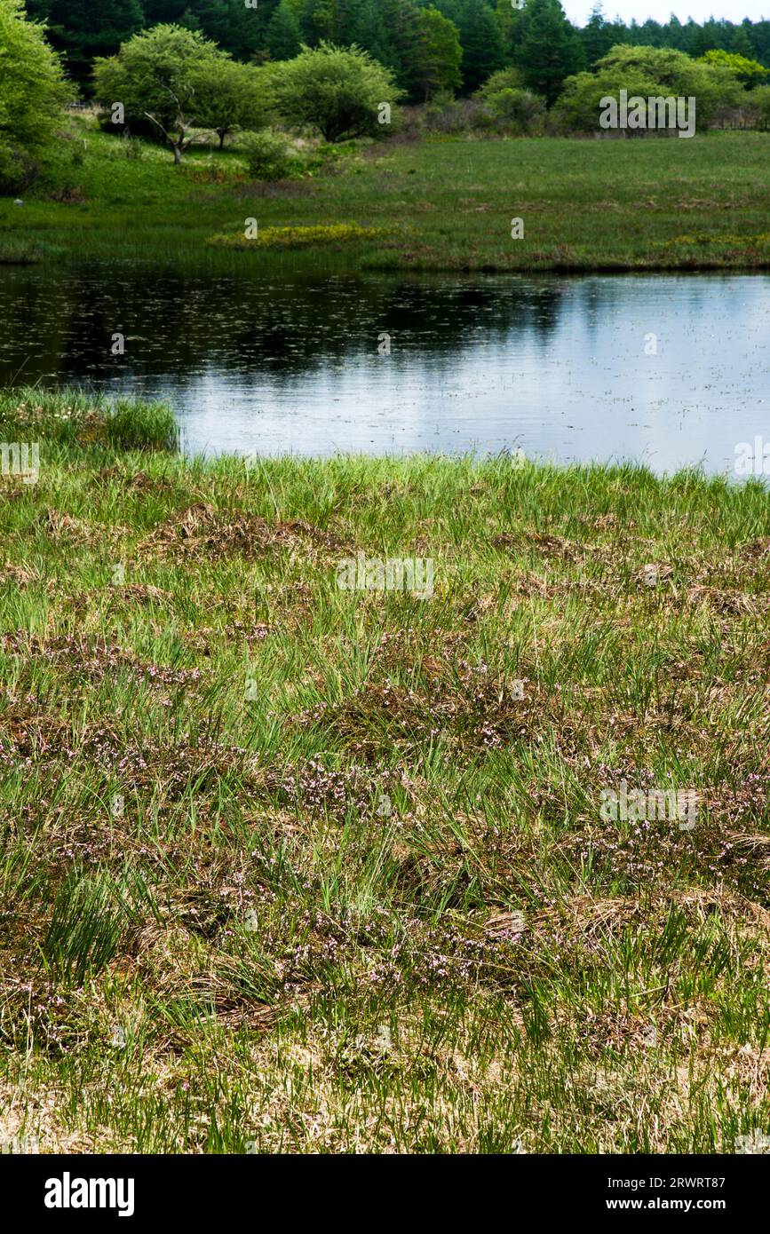 Kirigamine Yashima-gahara marshland in full bloom Stock Photo - Alamy