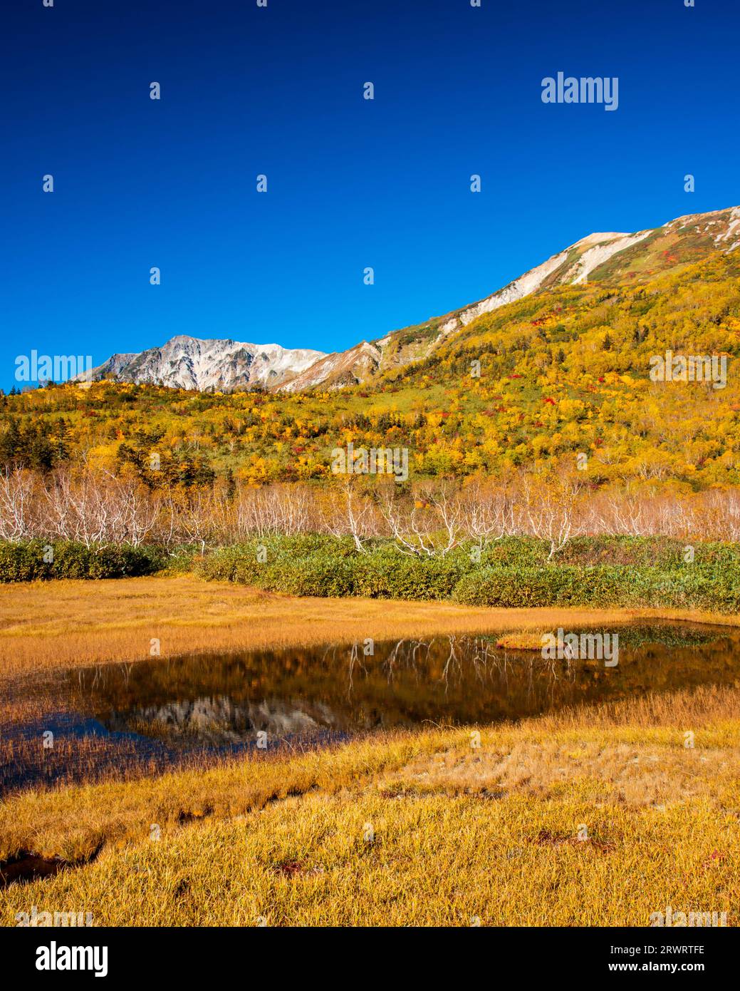 Ukishima marshland and Hakuba-sanzan in Tsugaike Nature Park in autumn ...