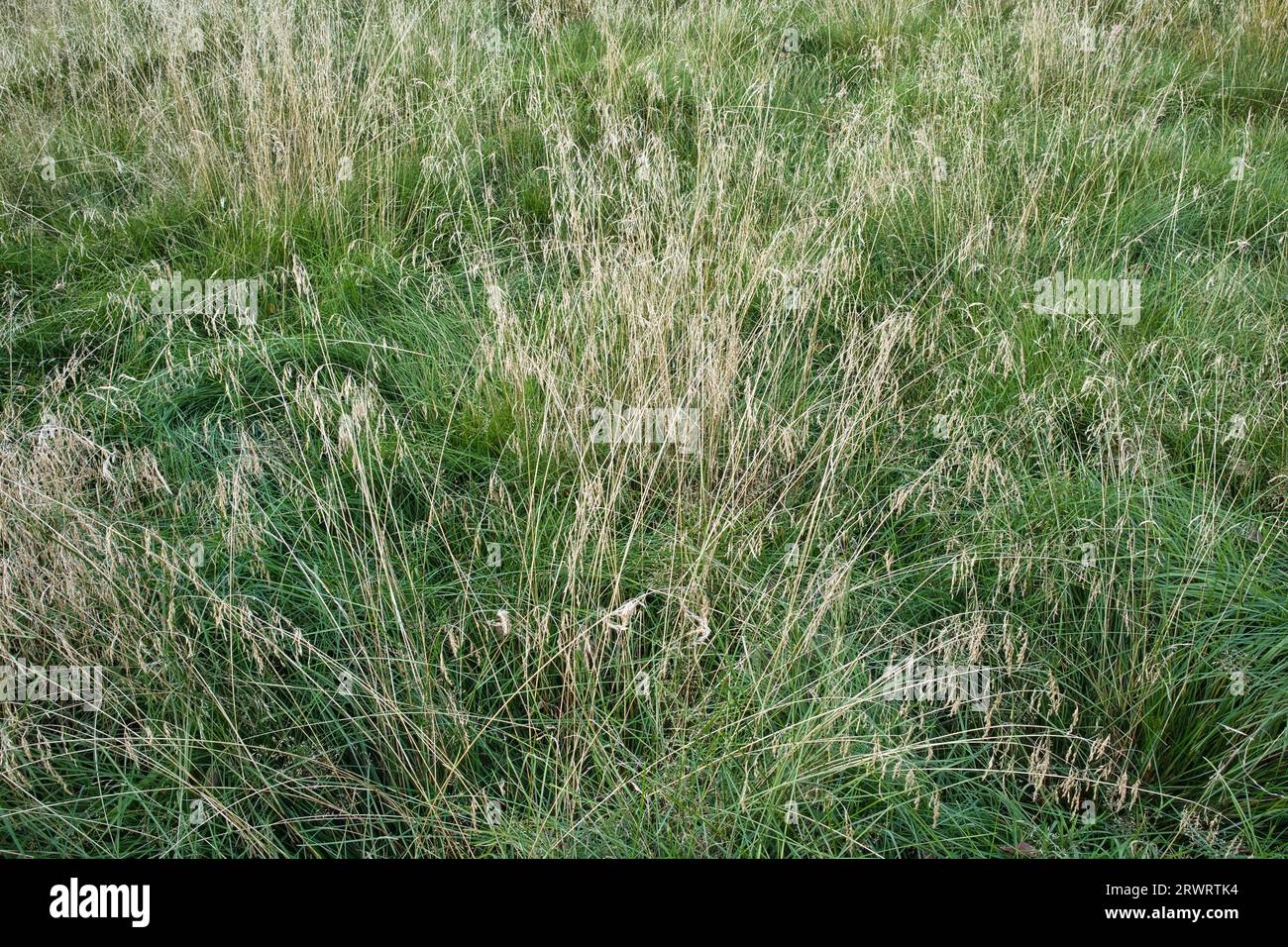 grassy meadow in autumn backgrounds Stock Photo - Alamy